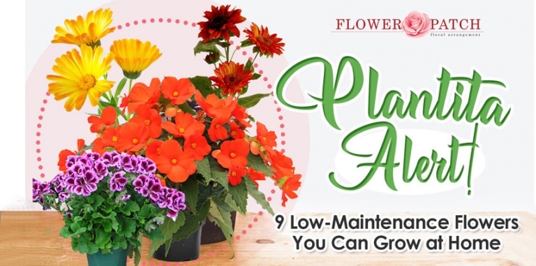 Plantita Alert! 9 Low Maintenance Flowers You Can Grow at Home | Blog ...