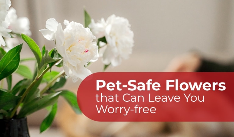 Pet-Safe Flowers that Can Leave You Worry-Free | Blog | Flower Patch - Online Flower Delivery ...