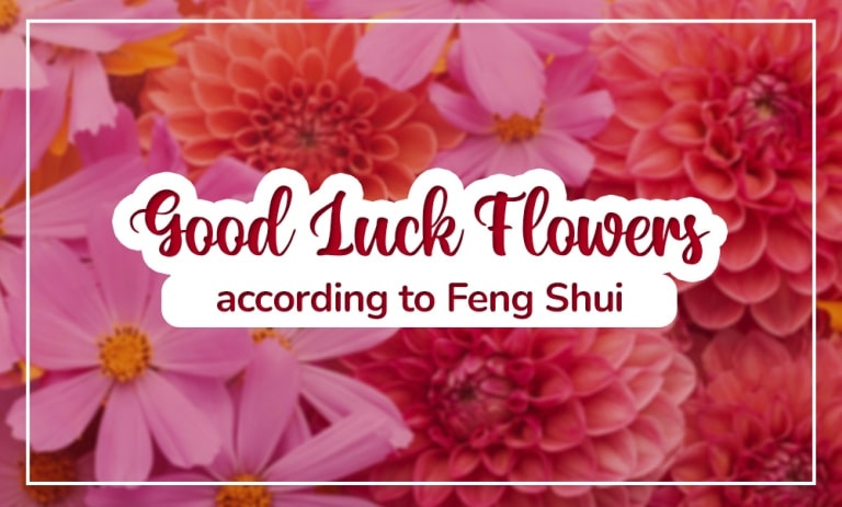 Good Luck Flowers According to Feng Shui | Blog | Flower Patch - Online ...