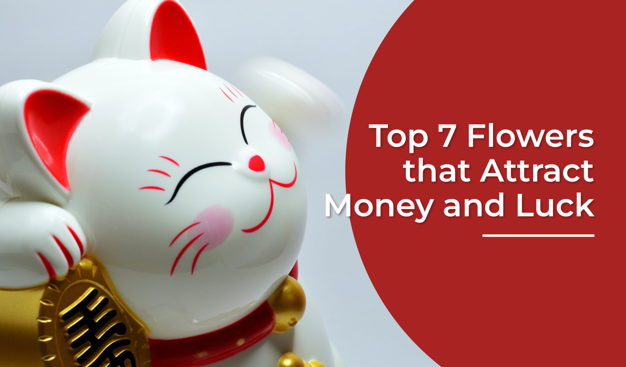 Top 7 Flowers that Attract Money and Luck | Flower Patch - Online ...
