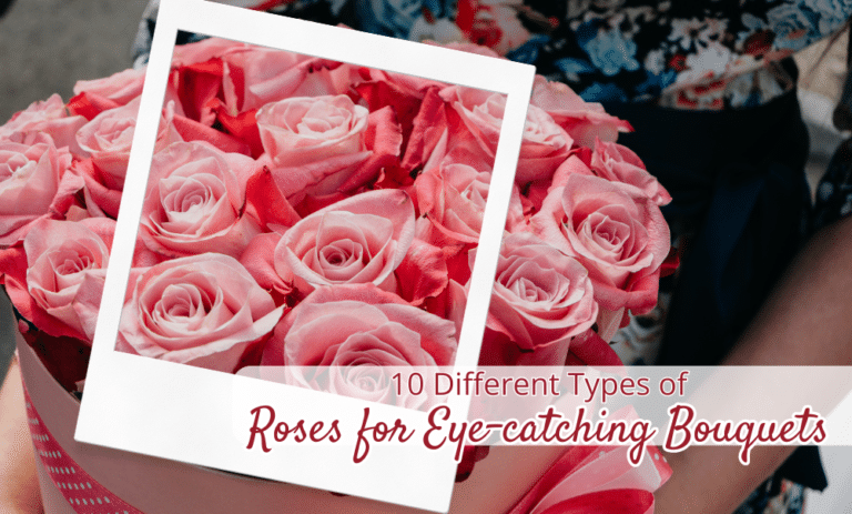 Flower Patch 10 Different Types of Roses 2025_rev1 | Flower Patch ...